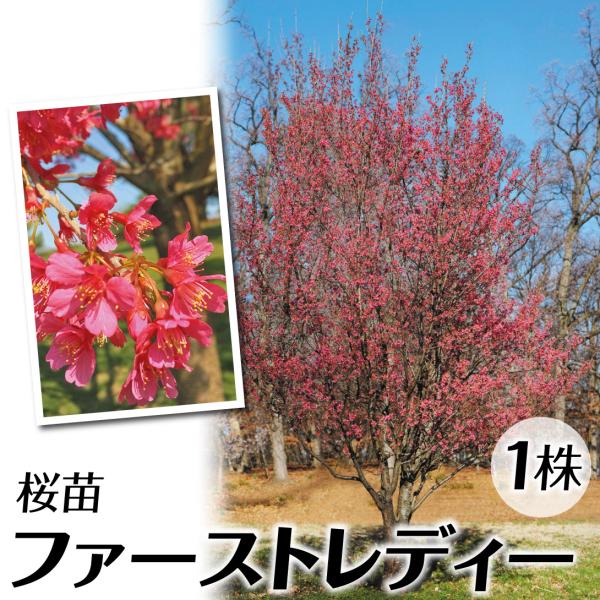 ●商品情報：アメリカ国立樹木園育成の逆輸入桜。エレガントな紫紅色花。直立性で円柱状の樹形なので、省スペースでも栽培可能!●お届け状態：12cmポット苗●分類：落葉樹●開花期：3月中旬〜4月●生長後の樹高(約)：3〜4m●花の大きさ：小輪●日...