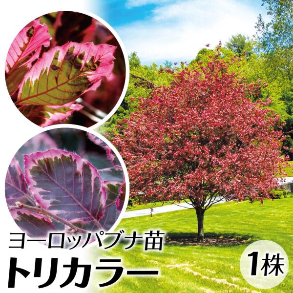 ●商品情報：赤紫色葉にピンクの覆輪が入る特徴的な葉が華やか！秋にはブロンズ色へと移り変わる葉色の変化も楽しめます。●お届け状態：12cmポット苗●分類：落葉樹●葉の観賞期：5〜11月●生長後の樹高(約)：4〜5m●日照：日なた●耐寒性：強●...