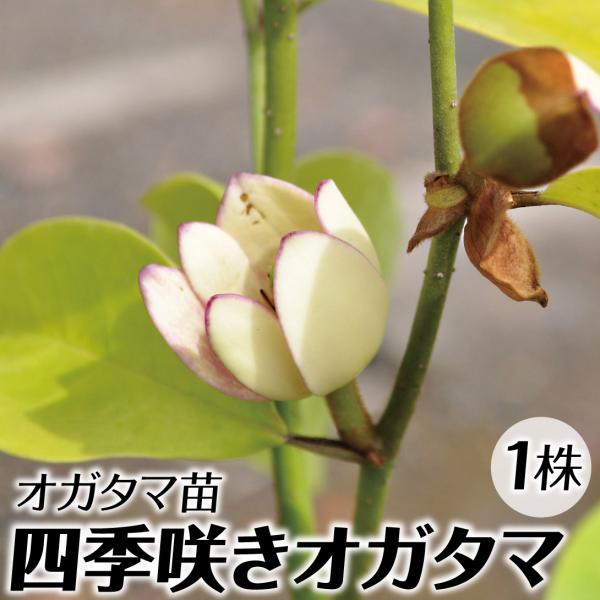 ●商品情報：春と秋に甘い香りの花を咲かせる!濃緑葉が美しく、樹形も自然に整う。●お届け状態：18cmポット苗●分類：常緑樹●開花期：4〜5月、秋●生長後の樹高(約)：3〜5m●日照：日なた●耐寒性：中●栽培適地・用途：庭・鉢