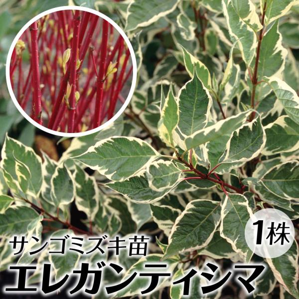 ●商品情報：覆輪が入る葉に、花と実も楽しめる！冬には枝が赤くなります。●お届け状態：12cmポット苗●分類：落葉樹●開花期：5〜6月●生長後の樹高(約)：2〜3m●日照：日なた・半日陰●耐寒性：強●栽培適地・用途：庭・鉢・切枝