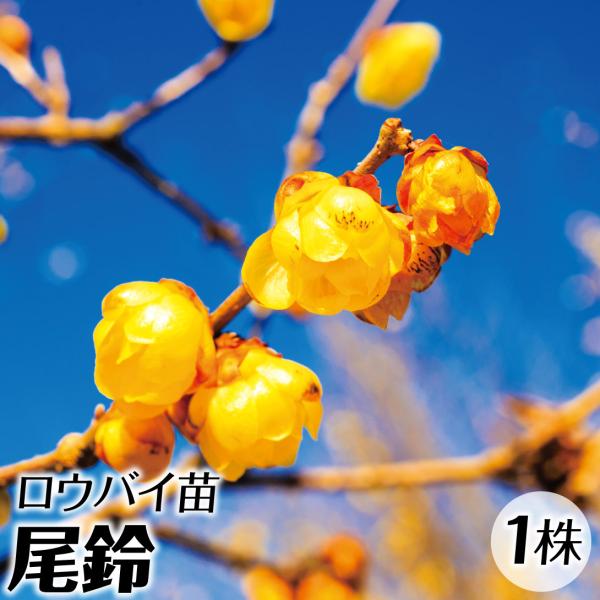 ●商品情報：素心ロウバイより色鮮やかな濃黄花。ころんと丸い花姿！●お届け状態：接木1年生12cmポット苗●分類：落葉樹●開花期：12〜2月●生長後の樹高(約)：1〜3m●日照：日なた●耐寒性：強●栽培適地・用途：庭・鉢・切花