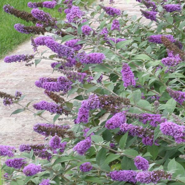 ●商品情報：蝶を引き寄せる良い香りをもつブッドレア。藍姫は青紫色の花を初夏から秋まで次々と咲かせます。暑さ寒さに強く、コンパクトサイズで栽培しやすい矮性ブッドレアです!●お届け状態：挿木1〜2年生10.5cmポット苗(樹高約10〜30cm)...