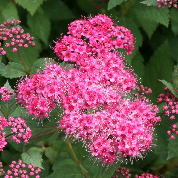 ●商品情報：ふわふわした鮮やかなピンク色花と、季節の変化と共に葉色の変化を楽しめるシモツケです。春の新芽は必見の深い銅葉です！●お届け状態：挿木1〜2年生10.5cmポット苗(樹高約10〜30cm)●分類：落葉樹●開花期：5〜6月●生長後の...