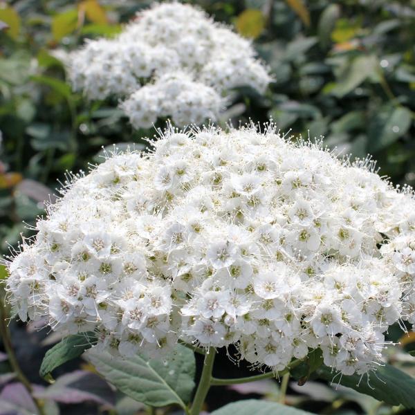 ●商品情報：ふわふわした白花と、季節の変化と共に葉色の変化を楽しめるシモツケです。青みがかった葉が特徴的で、春のワイン色の新芽も美しい。●お届け状態：挿木1〜2年生10.5cmポット苗(樹高約10〜30cm)●分類：落葉樹●開花期：5〜6月...