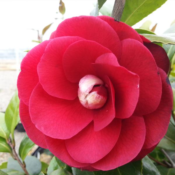 ●商品情報：葉が金魚のような形になる珍品、花も八重赤黒花でボリュームあり●お届け状態：挿木12cmポット苗●分類：常緑樹●日照条件：日なた(幼木時は半日陰で管理)●栽培適地：庭・鉢・切花