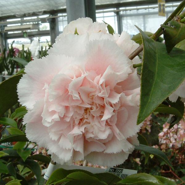 ●商品情報：淡い桃の花弁にフリルのような細かい切れ込みが入る品種です。●お届け状態：挿木13.5cmポット苗●分類：常緑樹●日照条件：日なた(幼木時は半日陰で管理)●栽培適地：庭・鉢・切花