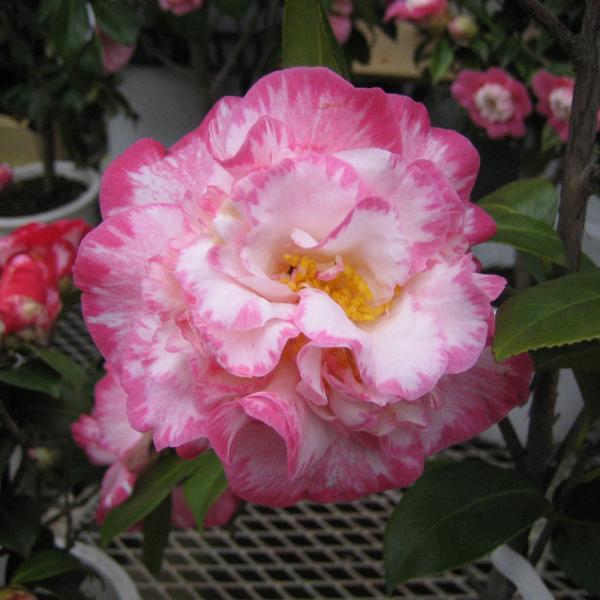 ●商品情報白地にピンクの覆輪が入る八重〜牡丹咲の品種   ●お届け状態挿木13.5cmポット苗   ●分類常緑樹   ●日照条件   日なた(幼木時は半日陰で管理)   ●栽培適地   庭・鉢・切花