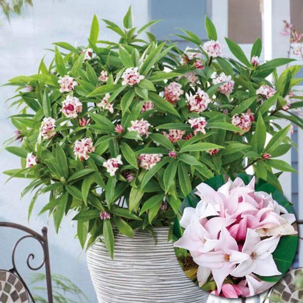 ●商品情報：一般的な沈丁花のように枝の先端だけでなく、側芽にも花が咲く珍しいタイプの沈丁花!!たくさんの花を楽しめます。香りも良く、開花とともに爽やかな香りが広がります。●お届け状態：挿木2年生根巻苗●分類：常緑樹●開花期：3〜4月●生長後...