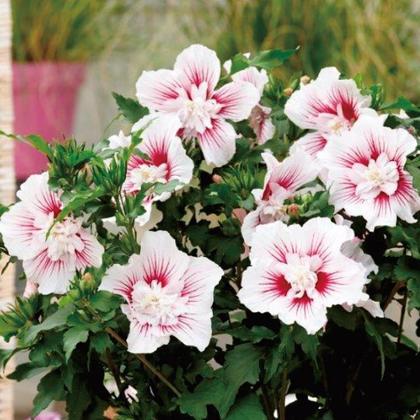 ●商品情報：セミダブル咲きの花径10cm以上にもなる大輪花!白弁底紅が美しい。鉢植えでコンパクトに育てられる矮性種。●お届け状態：挿木2年生根巻苗（樹高約20〜30cm）●分類：落葉樹●開花期：7〜9月●生長後の樹高(約)：1〜2m●日照：...