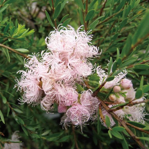 ●商品情報：薄ピンクの羽毛状花を初夏から晩秋まで繰り返し咲かせます。耐寒・耐湿性のある品種で、病虫害にも強く育てやすい!●お届け状態：挿木1年生12cmポット苗（樹高約30cm）●分類：常緑樹●開花期：初夏〜晩秋●生長後の樹高(約)：0.5...