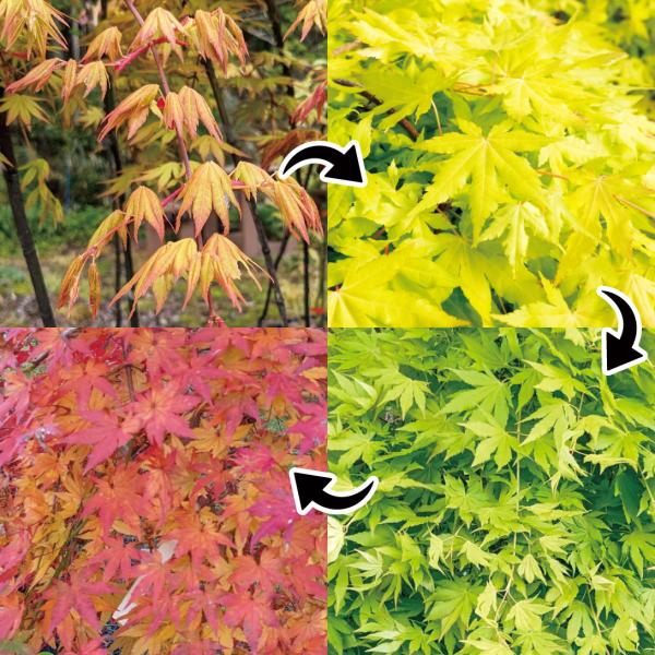 ●商品情報：圧巻のしだれ樹形!橙の新芽は次第に黄金色に、夏は緑、紅葉時期には橙〜赤と変化する葉も見ものです!●お届け状態：接木1年生15cmポット苗（樹高約50cm）●分類：落葉樹●葉の鑑賞期：5〜11月●生長後の樹高(約)：1.5〜2m●...