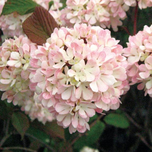 ●商品情報：ピンク系オオデマリの中では、コンパクトに育つ強健種。秋の葉は桃色がかった褐色に!●お届け状態：挿木2年生13.5cmポット苗（樹高約60cm）●分類：落葉樹●開花期：4〜5月●生長後の樹高(約)：1〜2m●日照：日なた●耐寒性：...