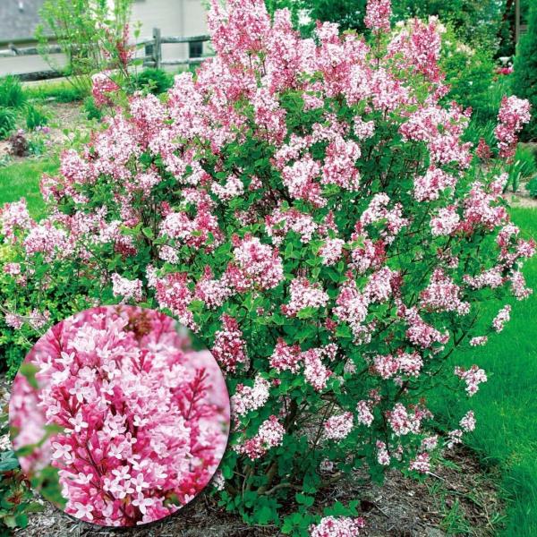 ●商品情報：蕾は濃桃色で開くと淡桃色の花が、株いっぱいに咲き誇るほど花つき抜群!! コンパクトな樹形で、丈夫で育てやすい。☆この商品は、10月下旬〜発送開始の秋の予約苗です。●お届け状態：挿木2年生10.5cmポット苗●分類：落葉樹●開花期...