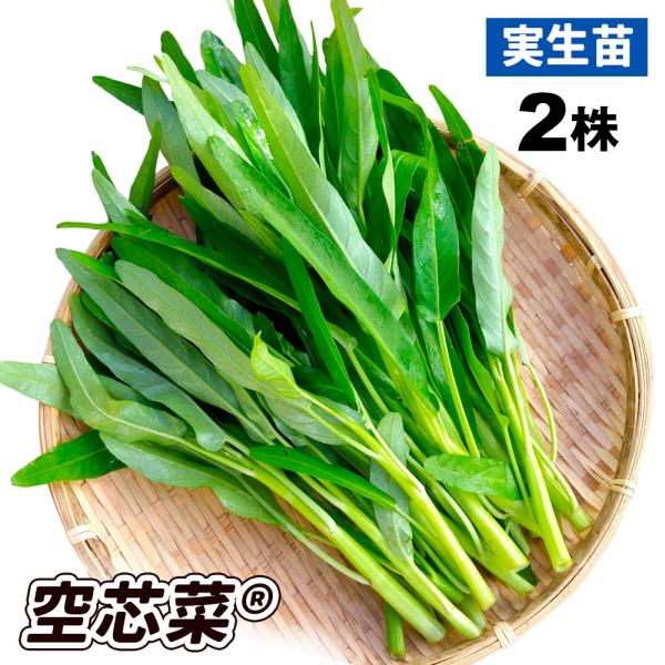 ●商品情報：葉物の少ない夏場に活躍！ 暑さ・寒さに強くて生育旺盛。栽培は簡単で10月頃まで収穫が可能です。ビタミンＣ、カロテン、鉄分やカリウムなどのミネラルも豊富で、肉厚で美味。炒め物・お浸しに。草丈が30〜40cmほどになったら株元から3...