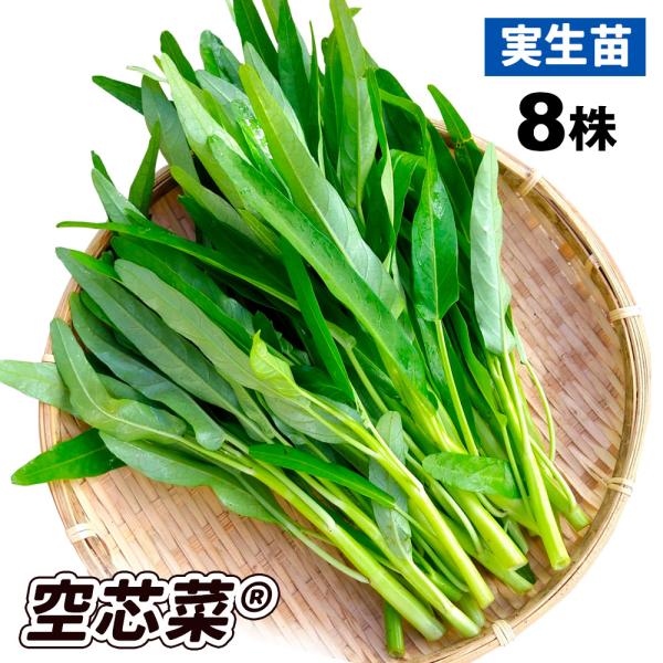 ●商品情報：葉物の少ない夏場に活躍！ 暑さ・寒さに強くて生育旺盛。栽培は簡単で10月頃まで収穫が可能です。ビタミンＣ、カロテン、鉄分やカリウムなどのミネラルも豊富で、肉厚で美味。炒め物・お浸しに。草丈が30〜40cmほどになったら株元から3...