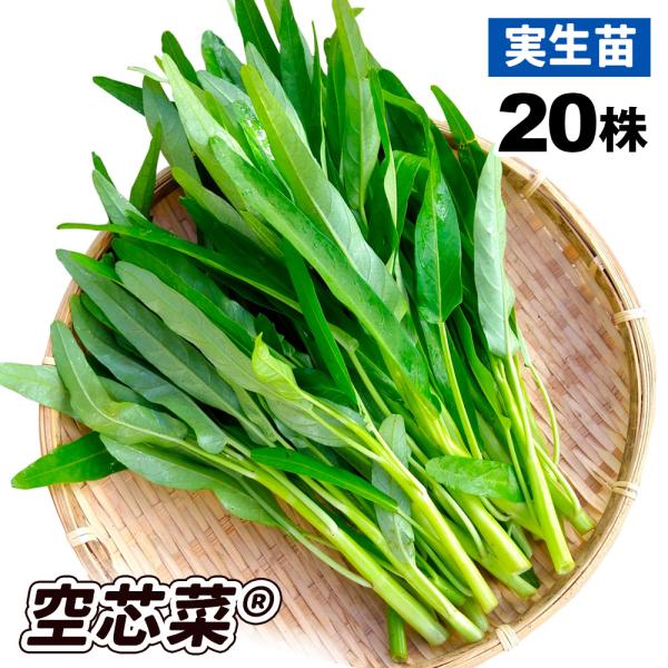●商品情報：葉物の少ない夏場に活躍！ 暑さ・寒さに強くて生育旺盛。栽培は簡単で10月頃まで収穫が可能です。ビタミンＣ、カロテン、鉄分やカリウムなどのミネラルも豊富で、肉厚で美味。炒め物・お浸しに。草丈が30〜40cmほどになったら株元から3...