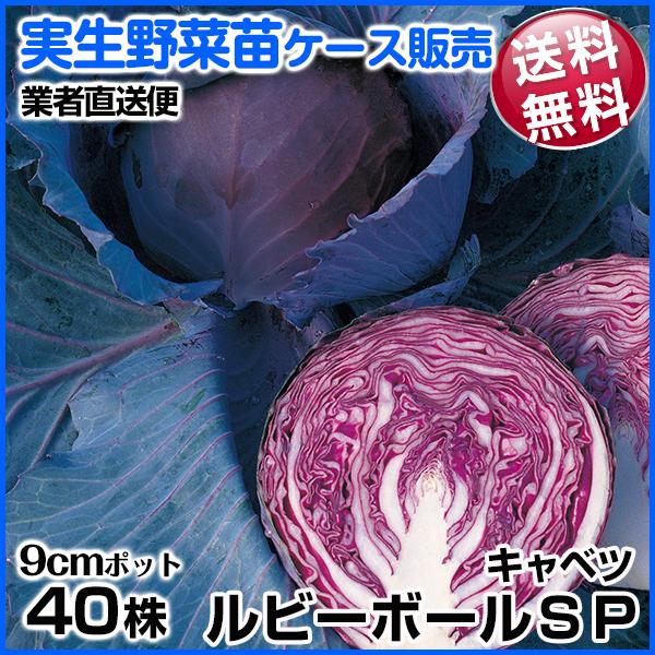 ●商品情報：定植後約65日で1.3kg程度、日をおけば1.6kg程度に肥大する極早生種。ブルームの強い丸玉で、玉の内外ともに濃い赤紫色。芯は短く、葉肉もよくしまり品質がよい。コンパクトな株張りで、赤キャベツとしては耐暑性と結球性にすぐれ作り...