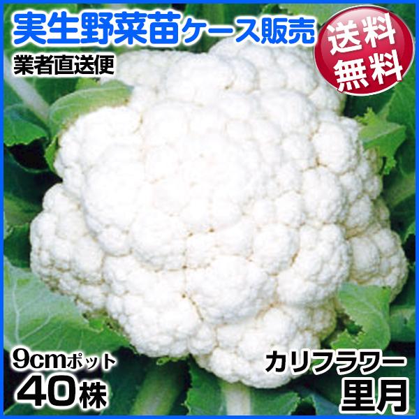 ●商品情報：初心者でも育てやすい！美しい白花蕾が楽しめるカリフラワー。耐寒性が強く、秋〜冬どりに最適。コンパクトでそろいがよく、家庭菜園で安心して育てられる人気品種です！●お届け状態：実生9cmポット苗 40株入り●果重／果長：-●早晩生：極早生
