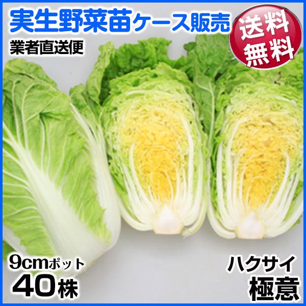 ●商品情報：早くて甘い！初心者でも育てやすい早生ハクサイ。病気に強く育てやすい品種。コンパクトで扱いやすく、家庭菜園でおいしい白菜が簡単に収穫できます！●お届け状態：実生9cmポット苗 40株入り●果重／果長：球重1kg●早晩生：極早生