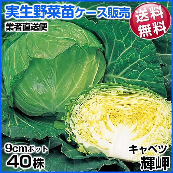 ●商品情報：そろいやすくて育てやすい！家庭菜園でもプロの仕上がり。裂球しにくく、形のそろった美しいキャベツに育ちます。秋冬どりにぴったりで、初めての栽培にもおすすめ！●お届け状態：実生9cmポット苗 40株入り●果重／果長：-●早晩生：中生