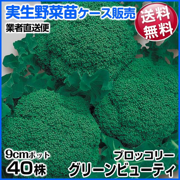 ●商品情報：生育が旺盛で耐寒性にすぐれた、作りやすい中晩生種。花蕾は濃緑色で、粒のそろいやしまりがよい。頂側花蕾どり兼用の多収種。●お届け状態：実生9cmポット苗 40株入り●果重／果長：-●早晩生：中晩生