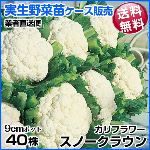 ●商品情報：純白美麗！育てやすさ抜群の極早生カリフラワー。締まりの良い純白花蕾が魅力。早く収穫できて、家庭菜園にもおすすめ！耐寒性もあり秋まき〜初冬どりに最適です。●お届け状態：実生9cmポット苗 40株入り●果重／果長：-●早晩生：早生