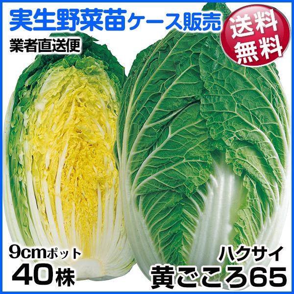 ●商品情報：黄色が濃く、鮮やかな葉色で見栄えが良い。適度な大きさと形状で収穫しやすい65日タイプ。病気に強く、栽培安定性が高い。●お届け状態：実生9cmポット苗 40株入り●果重／果長：球重2.5kg●早晩生：早生