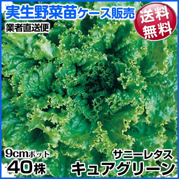 ●商品情報：シャキッと新鮮！育てやすくて収穫しやすいグリーンレタス。病気に強く、葉はシャキシャキ食感。家庭菜園でも初心者から安心して育てられる人気の品種です！●お届け状態：実生9cmポット苗 40株入り●果重／果長：-●早晩生：-