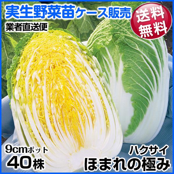 ●商品情報：極上の甘みと美しい仕上がり！家庭菜園でも大満足。球の締まりが良く、見た目も味も極上。病気に強く育てやすいので、初心者にもおすすめの高品質ハクサイです！●お届け状態：実生9cmポット苗 40株入り●果重／果長：球重2.5kg、日を...