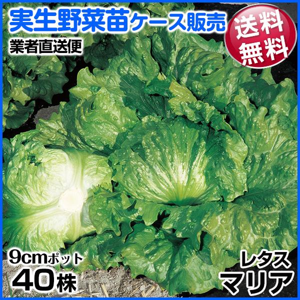 ●商品情報：やわらかくて甘い！家庭菜園でも人気の定番レタス。結球が早く、葉はやわらかくて食味抜群！病気に強く、家庭菜園でも失敗しにくい育てやすさが魅力です。●お届け状態：実生9cmポット苗 40株入り●果重／果長：-●早晩生：中早生