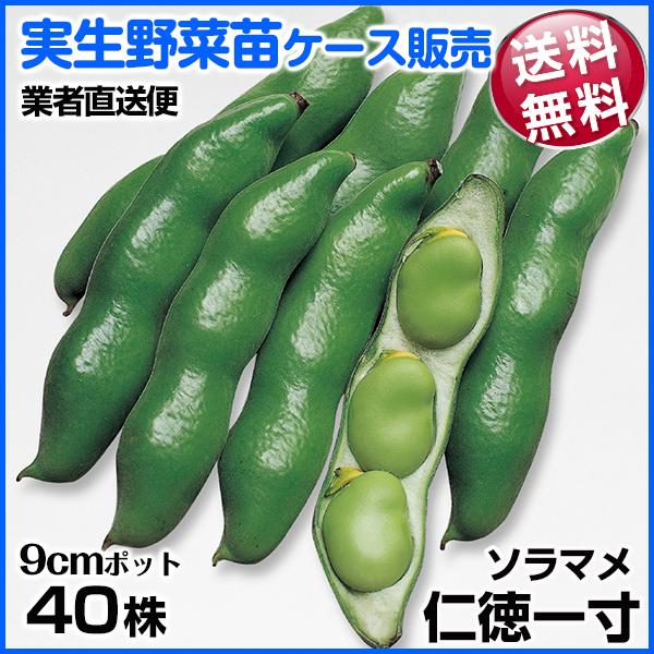 ●商品情報：粒大きめ！ホクホク食感がたまらない人気のソラマメ。育てやすく、家庭菜園でも大粒の実がしっかり育つ！風味豊かで、塩ゆでや炒め物にもぴったりの定番品種です。●お届け状態：実生9cmポット苗 40株入り●果重／果長：-