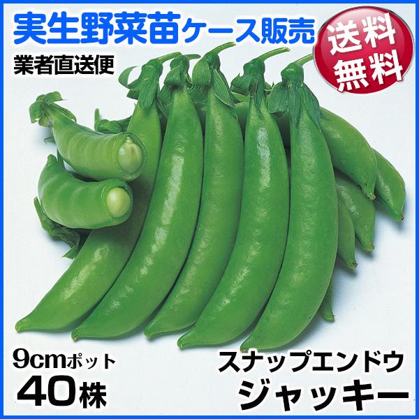 ●商品情報：丈夫で育てやすい！家庭菜園にぴったりのスナップエンドウ。病気に強く、元気に育つから初めての方も安心。たくさん収穫できて食卓を彩るおすすめ品種です！●お届け状態：実生9cmポット苗 40株入り●果重／果長：-