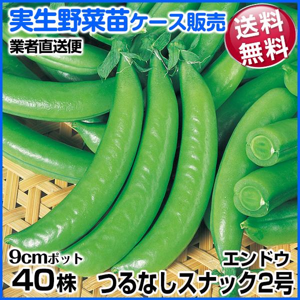 ●商品情報：つるなしで育てやすい！シャキシャキ新鮮スナップエンドウ。つるが伸びずコンパクトだからプランター栽培にも最適。甘くて歯ごたえ抜群の収穫が楽しめます！●お届け状態：実生9cmポット苗 40株入り●果重／果長：-
