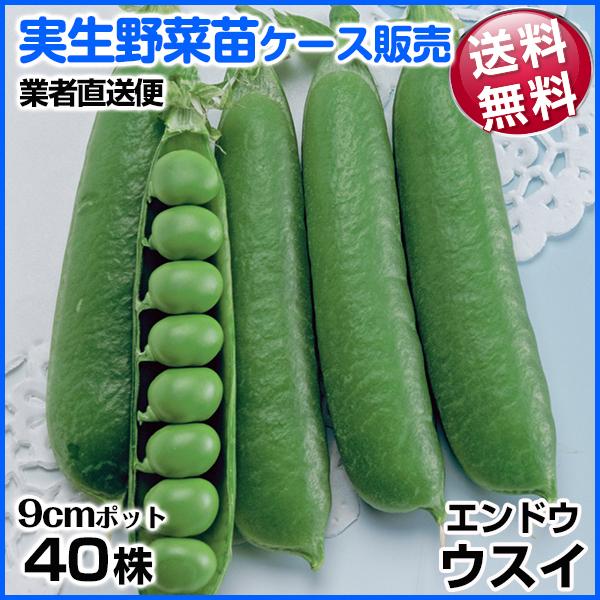 ●商品情報：甘くてホクホク！春の味覚をたっぷり収穫。豊産で育てやすく、甘みのある実がぎっしり！家庭菜園でも春の旬をしっかり楽しめる人気の実エンドウです。●お届け状態：実生9cmポット苗 40株入り●果重／果長：-