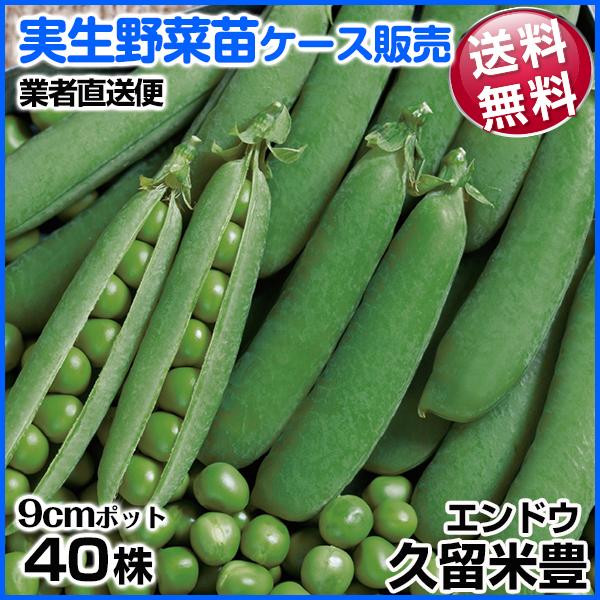 ●商品情報：たっぷり収穫！味も抜群の人気実エンドウ。収量豊かで育てやすく、甘みのある実がぎっしり。初心者の家庭菜園でも安心して育てられる定番品種です！●お届け状態：実生9cmポット苗 40株入り●果重／果長：-
