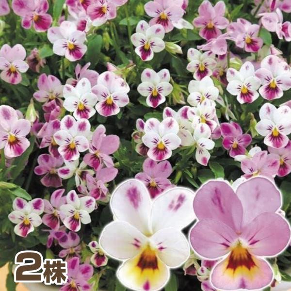 ●商品情報可愛らしい小さい花がこんもり咲き、花色が日々変化する癒しの品種です。とっても可愛いおすすめのビオラです。●お届け状態9cmポット苗●分類1年草●草丈10〜30cm●花径2cm●開花期11〜5月●日照日なた●耐寒性中●用途庭・鉢・吊鉢