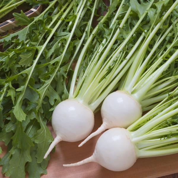 ●商品情報：葉がまるで水菜のように美味なので、余すことなく全て使える！ 小〜中カブで収穫でき、根コブ病に強く作りやすい。●根径（約）：6〜10cm●お届け状態：種子●入り数の目安：10mlあたり約1000〜1500粒入り※品種により差があり...