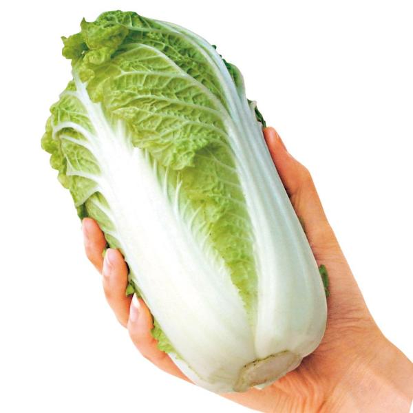 ●商品情報：一般の白菜に比べ糖分やビタミンが豊富で、外葉から芯まで柔らかく甘味がありとっても美味しい！ 手のひらサイズで冷蔵庫での保存もしやすく、お鍋や炒め物、生サラダに最適。プランター栽培も可能で、ベランダ菜園にも！●球重（約）：300〜...