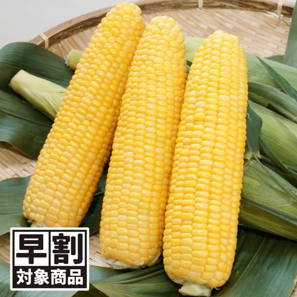 ●商品情報：上品な甘さと、爽やかな香りが特徴。鮮黄色の粒は、みずみずしくてとっても柔らかく美味！ 草丈190cm前後で倒伏にも強い。しなびの発生がとても遅く、在圃性にも優れます。●皮付重（約）：400g●早晩生：中早生●播種から収穫までの日...