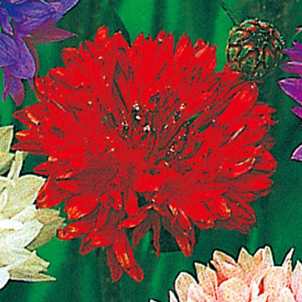 ●商品情報存在感のある赤花●お届け状態種●分類1年草●花期(約)4〜8月●草丈(約)80cm※種子の粒数は、目安を記載しております。実際の粒数と差異がありますが、ご了承ください。採種地の気候等の播種条件により粒状・大きさが異なる場合がありま...