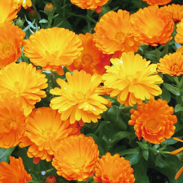 ●商品情報八重咲きのミックス   ●お届け状態種子   ●発芽適温 15〜20℃   ●分類1年草   ●開花時期3〜6月   ●草丈40〜60cm   ●備考※種子の粒数は、目安を記載しております。実際の粒数と差異がありますが、ご了承くだ...