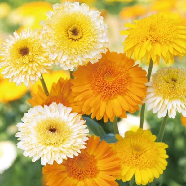●商品情報　一重〜半八重咲きのミックス   ●お届け状態種子   ●発芽適温 15〜20℃   ●分類1年草   ●開花時期3〜6月   ●草丈30〜60cm   ●備考※種子の粒数は、目安を記載しております。実際の粒数と差異がありますが、...