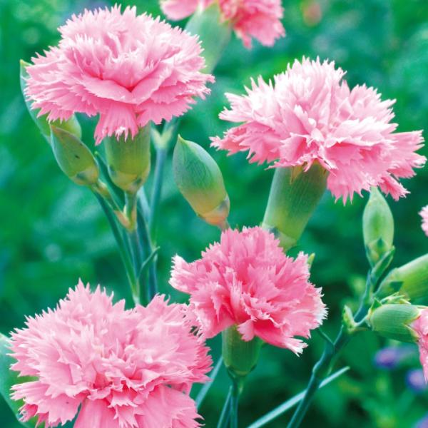 ●商品情報：美しい花色●お届け状態：種●分類：多年草●花期(約)：4〜10月●草丈(約)：60cm●備考：※種子の粒数はおおよその目安を記載しております。実際の粒数とは多少差異がありますのでご了承下さい。また、粒の形状・大きさは、採種地の気...