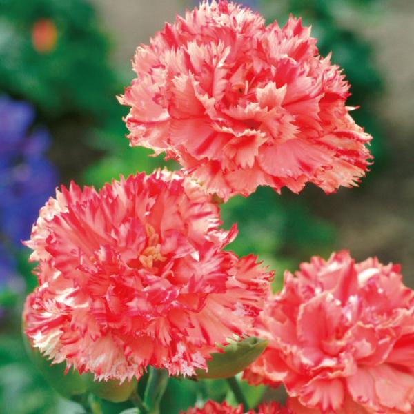 ●商品情報：花壇に映える●お届け状態：種●分類：多年草●花期(約)：4〜10月●草丈(約)：60cm●備考：※種子の粒数はおおよその目安を記載しております。実際の粒数とは多少差異がありますのでご了承下さい。また、粒の形状・大きさは、採種地の...