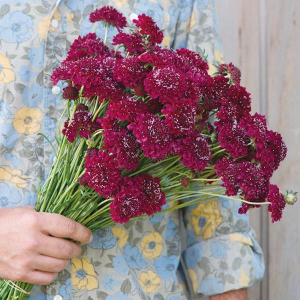 ●商品情報：ステキな花色・花姿●お届け状態：種●分類：1年草●花期(約)：6〜7月●草丈(約)：80cm●備考：※種子の粒数はおおよその目安を記載しております。実際の粒数とは多少差異がありますのでご了承下さい。また、粒の形状・大きさは、採種...