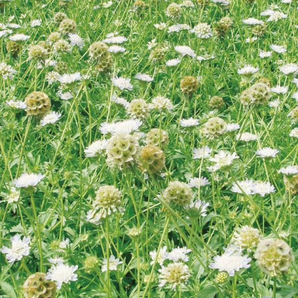 ●商品情報：淡い色合い   ●お届け状態：種子   ●発芽適温： 15〜20℃   ●分類：1年草   ●開花時期：5〜7月   ●草丈：80cm   ●栽培適地：庭・鉢・切花  ●備考：※種子の粒数はおおよその目安を記載しております。実際...