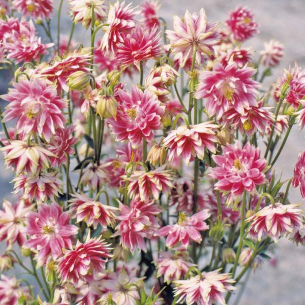 ●商品情報豪華な八重咲き●お届け状態種●分類多年草 ●花期(約)4〜6月●草丈(約)60〜75cm ●備考※種子の粒数は、目安を記載しております。実際の粒数と差異がありますが、ご了承ください。採種地の気候等の播種条件により粒状・大きさが異な...