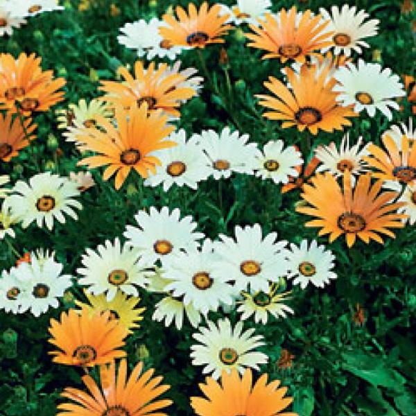 ●商品情報長期間開花●お届け状態種●分類1年草●花期(約)3〜6月●草丈(約)20〜50cm※種子の粒数は、目安を記載しております。実際の粒数と差異がありますが、ご了承ください。採種地の気候等の播種条件により粒状・大きさが異なる場合がありま...