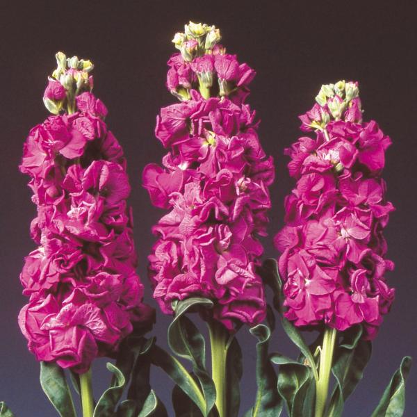 ●商品情報茎が硬く、花穂も密で崩れにくいので、切花に最高の『アイアン』シリーズ。登録名：パープルアイアン●お届け状態種子●分類1年草扱い●開花期3〜5月●草丈50〜100cm●播種適温20℃●用途庭・鉢・切花●備考※ストックは性質上50%程...