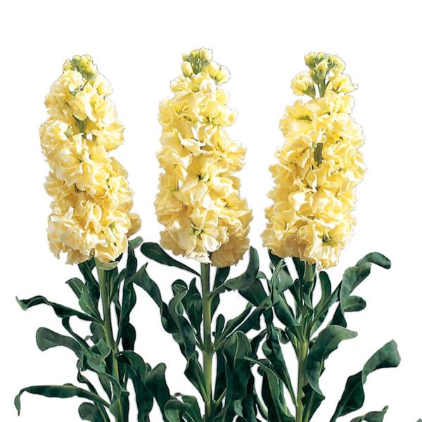 ●商品情報茎が硬く傷みにくく、切花に最適の『ステッキ』シリーズ。花穂も密でボリューム満点!!※ストックは性質上50％程度の株が一重咲となります。   ●お届け状態種子   ●発芽適温 20℃   ●分類1年草扱い   ●開花時期3〜5月  ...